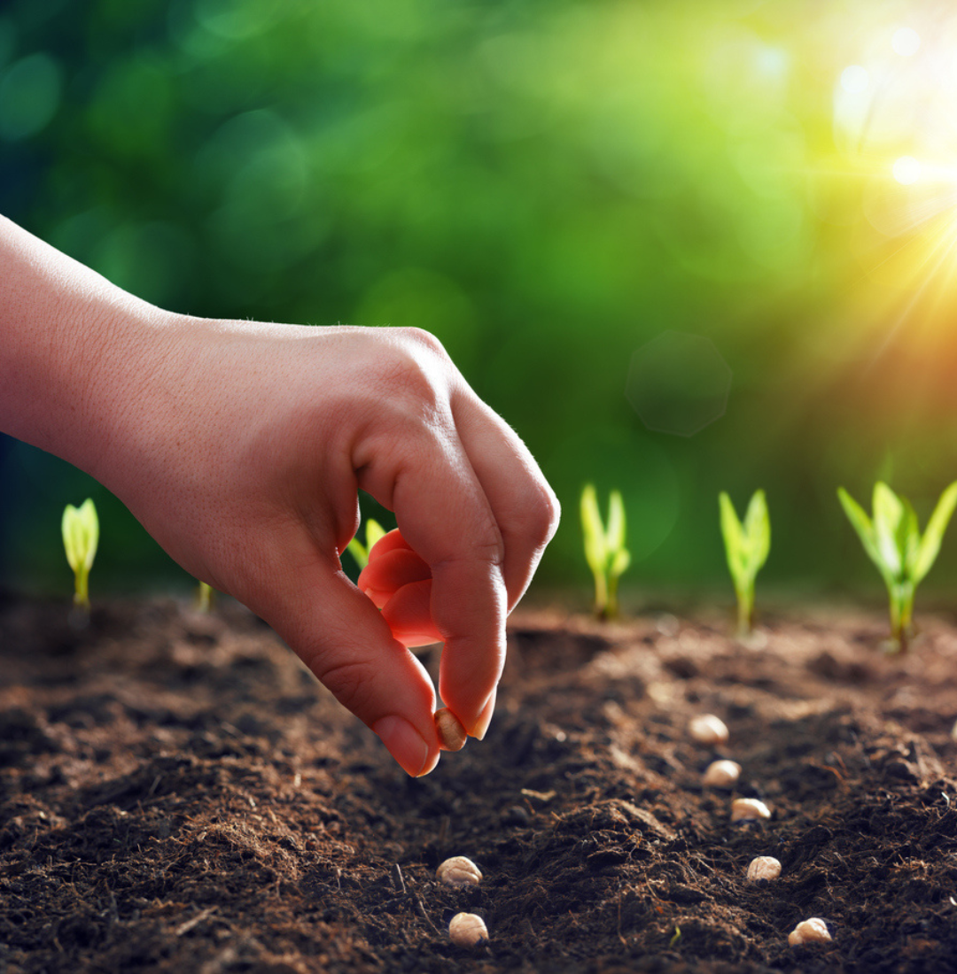 Planting the Seed - Module 4 - Small Business HR Advice | Strawberry ...